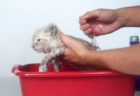 Are Flea Dips For Dogs And Cats Safe