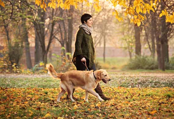 Top Ten Health Benefits Walking Provides Your Pet | PetMD