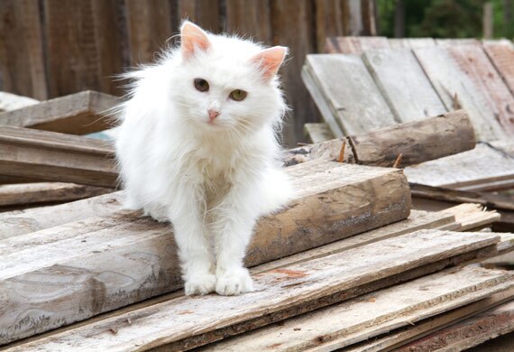 Helping Homeless Cats | PetMD