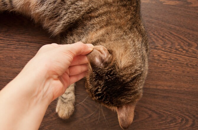 7 Common Skin Problems in Cats | PetMD