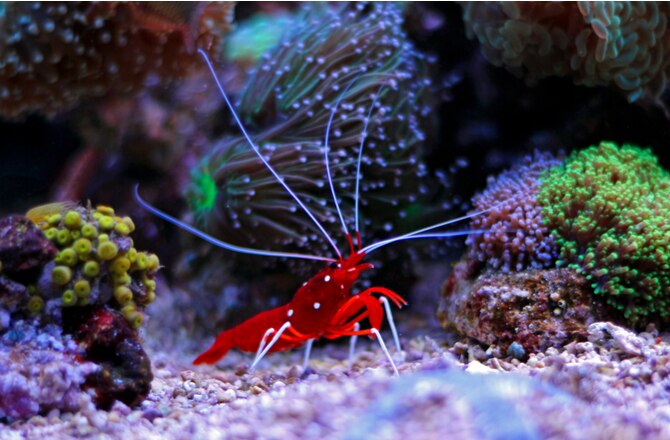 The Best Cleaner Shrimp for Saltwater Fish Tanks | The Best Cleaner ...