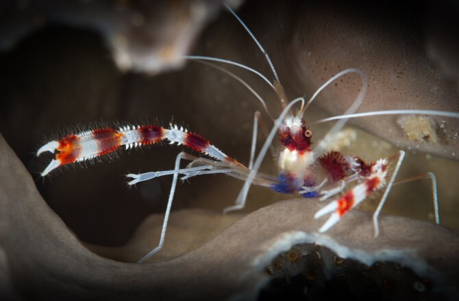 The Best Cleaner Shrimp for Saltwater Fish Tanks | The Best Cleaner ...