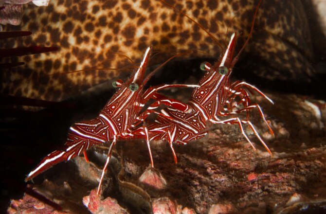 The Best Cleaner Shrimp for Saltwater Fish Tanks | The Best Cleaner ...