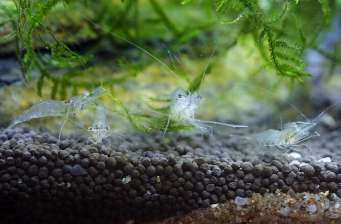 The Best Cleaner Shrimp for Saltwater Fish Tanks | The Best Cleaner ...