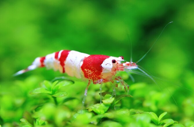 The Best Cleaner Shrimp for Saltwater Fish Tanks | The Best Cleaner ...