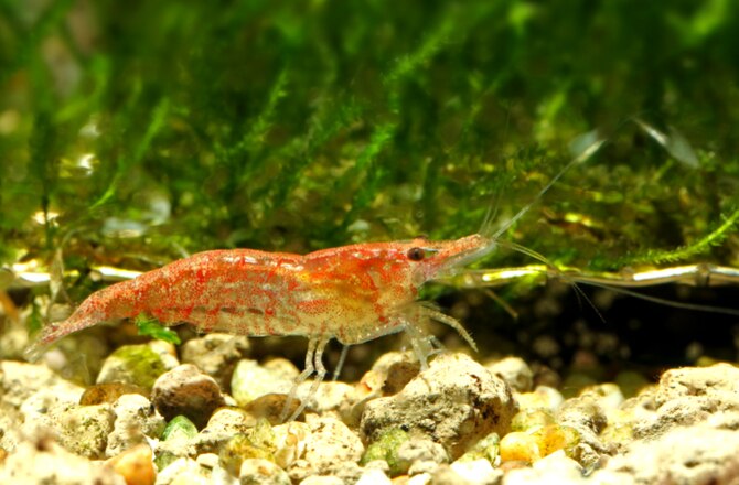 The Best Cleaner Shrimp for Saltwater Fish Tanks | The Best Cleaner ...