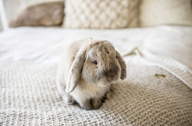 8 Household Dangers for Small Animals | PetMD