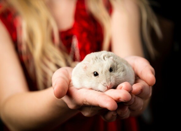 8 Parasites That Can Infect Your Small Animal | PetMD