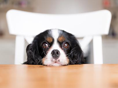 The Best Pet Health & Care Advice from Real Vets | PetMD