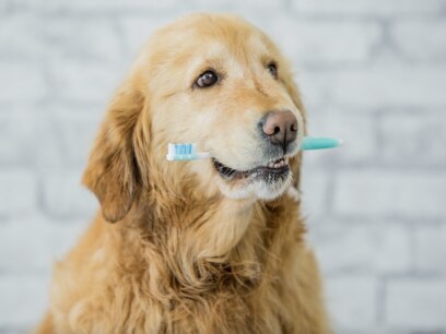 The Best Pet Health & Care Advice from Real Vets | PetMD