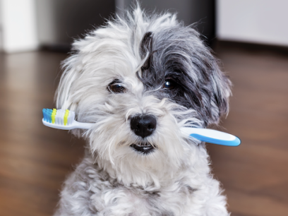 The Best Pet Health & Care Advice from Real Vets | PetMD