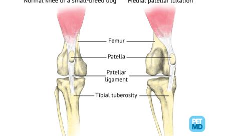 Cranial Cruciate Ligament Medical Diagram | Torn Knee Ligament in Dogs ...