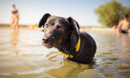 Is Chlorine Safe For Dogs