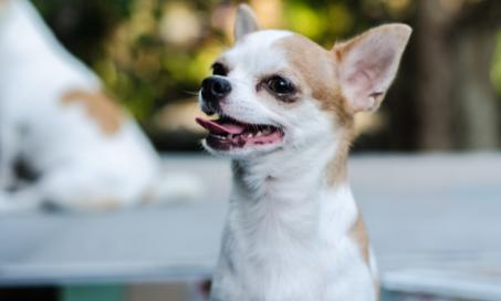 The 8 Best Dental Chews for Dogs | PetMD