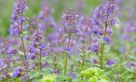 7 Surprising Facts About Catnip | PetMD