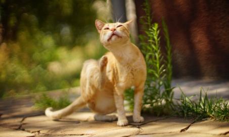 Allergies in Cats | PetMD | PetMD