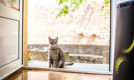 How to Find a Lost Cat | PetMD