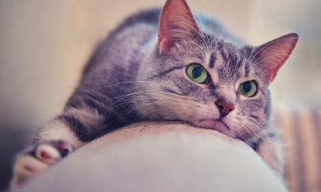 Inter-cat Aggression | PetMD