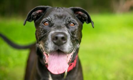 Do Dogs Sweat? | PetMD