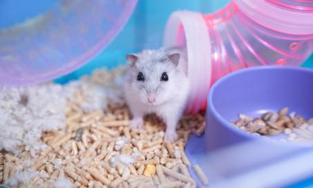Hamsters | PetMD