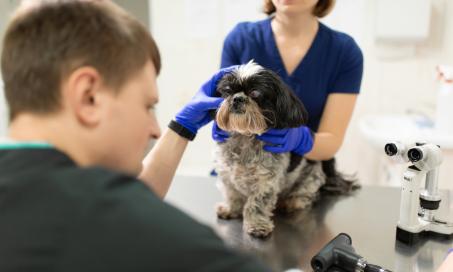 Eye Protection for Dogs: Is It Necessary? | PetMD