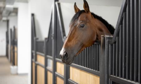 Vaccines for Horses | PetMD