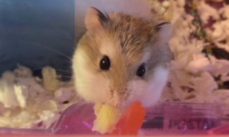 Hamsters | PetMD