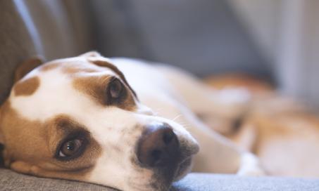 Fats for Dogs | PetMD