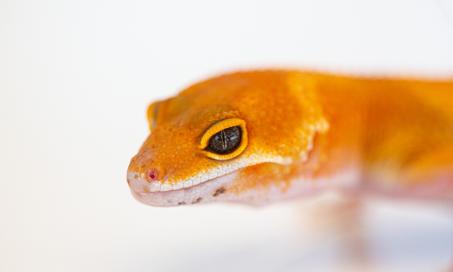 How to Care for a Baby Gecko | Baby Lizard Care | PetMD