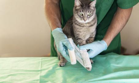 7 Common Cat Tail Injuries | PetMD