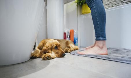 Benzodiazepine Medication Toxicity in Dogs| PetMD | PetMD