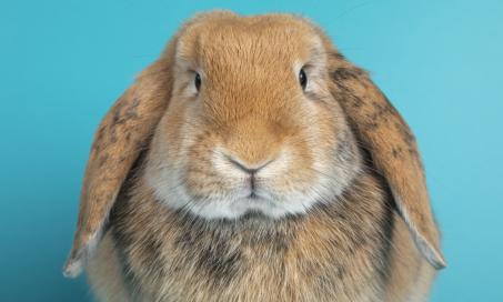 How to Care for Your Rabbit | PetMD