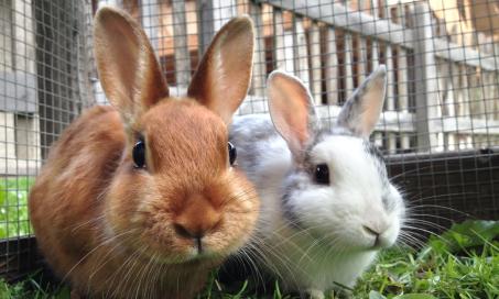 How Long Do Rabbits Live? | PetMD