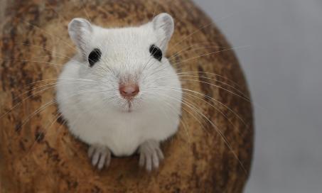 Gerbils | PetMD