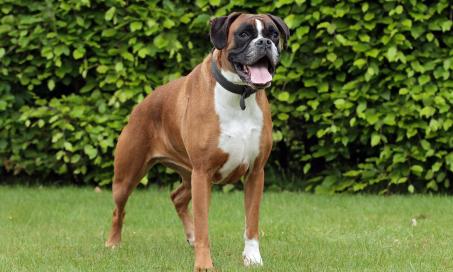 Cardiomyopathy in Boxer Dogs | PetMD