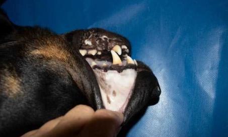 Red Gums in Dogs | PetMD