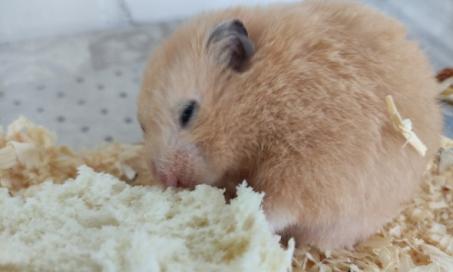 Hamsters | PetMD