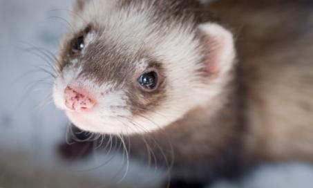 Ferrets | PetMD