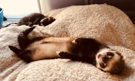 Ferrets | PetMD