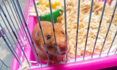 Hamsters | PetMD
