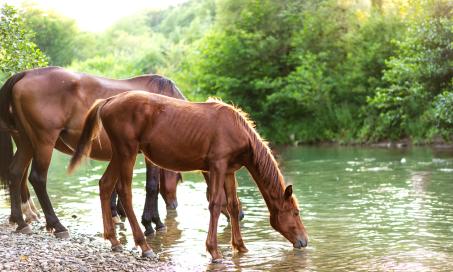 Rabies in Horses | PetMD