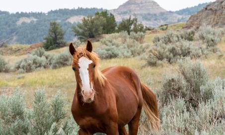 Vaccines for Horses | PetMD