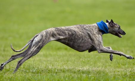 Can A Dogs Stomach Explode