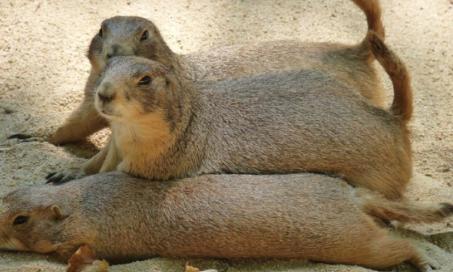 Prairie Dogs | PetMD