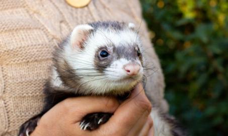 Ferrets | PetMD