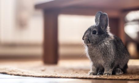 Rabbits | PetMD