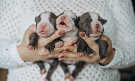 Puppies | PetMD