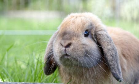Hair Loss in Rabbits | PetMD