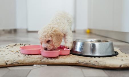 The 8 Best Puppy Foods in 2025 Recommended by Vets | PetMD