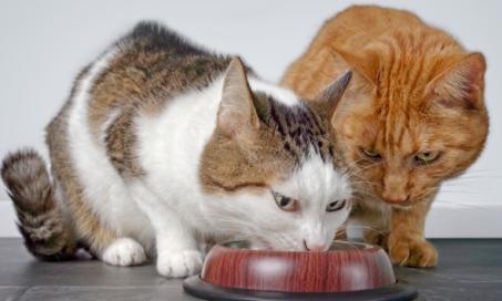 10 Best Cat Foods in 2025, Recommended By Vets | PetMD